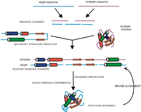 Schematic Of Homology Modeling Process Whereby The One Dimensional