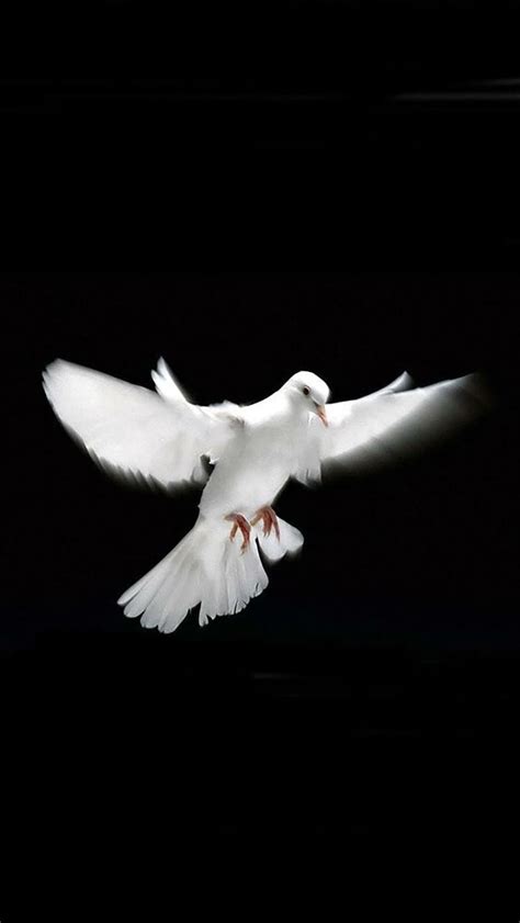 Paloma Lord Shiva Pics Mosaic Designs Release Dove Pigeon Doves