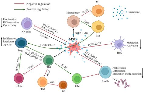 Immunomodulatory Mechanisms Of Mesenchymal Stem Cells And Their