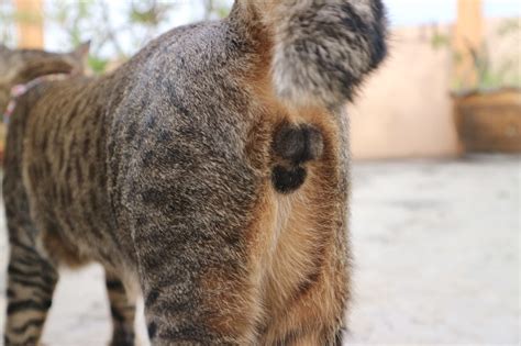 Reasons Why Your Cats Butt Is Red Hepper