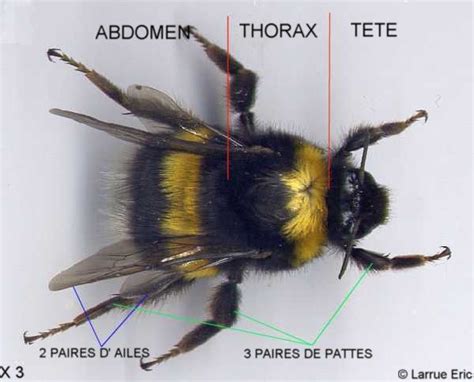 LES BOURDONS Le Monde Des Insectes