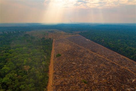 Desmatamento da Amazônia InfoEscola
