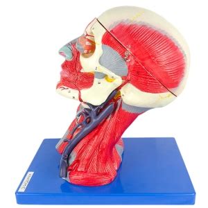 Cabe A C Rebro E Musculatura Em Partes Anatomic Tgd A