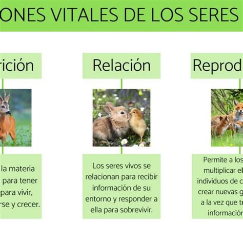 Funciones vitales de los seres vivos Cuáles son y ejemplos en 2024
