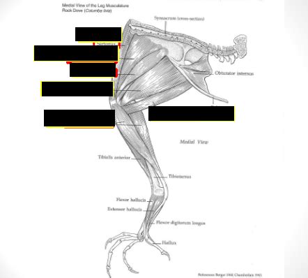 Chicken Anatomy Muscle Diagram Quizlet