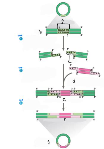 Ch 20 Biotechnology Images Bio 201 Flashcards Quizlet