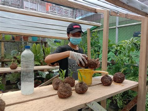 Mahasiswi Polbangtan Kementan Sulap Limbah Sabut Kelapa Menjadi Media