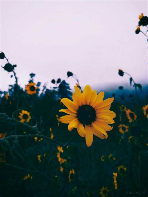 Aesthetic Pic Of Sunflowers Iwannafile