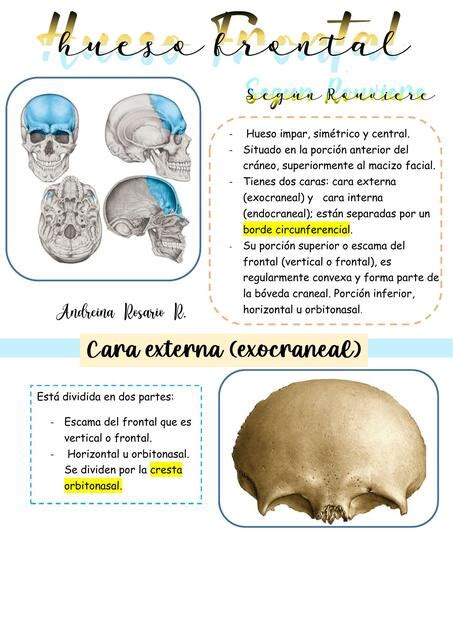 Hueso Frontal Andreina Rosario R UDocz