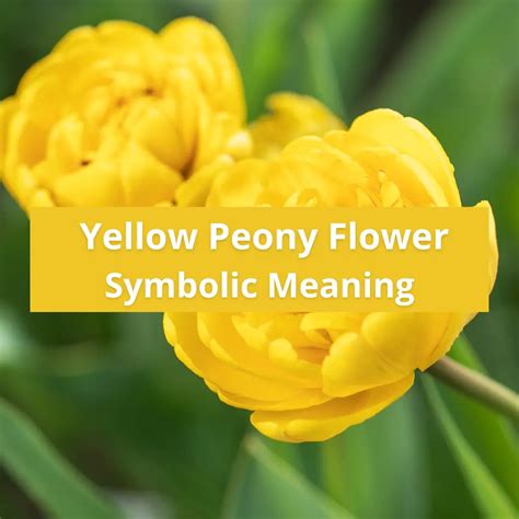 Yellow Peony Flower Symbolic Meaning