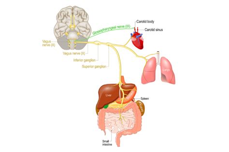 The Vagus Nerve Gut Brain Axis