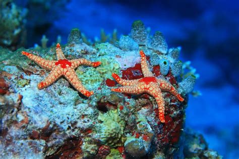 Reprodução da Estrela do Mar e Filhotes Como Elas Se Reproduzem