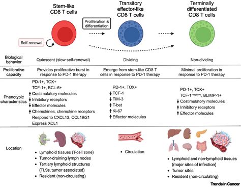 Harnessing CD8 T Cell Responses Using PD 1IL 2 Combination Therapy