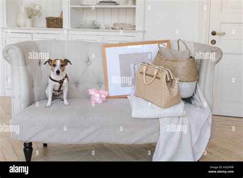 Peu en levrette sur le canapé avec une valise rétro Photo Stock Alamy