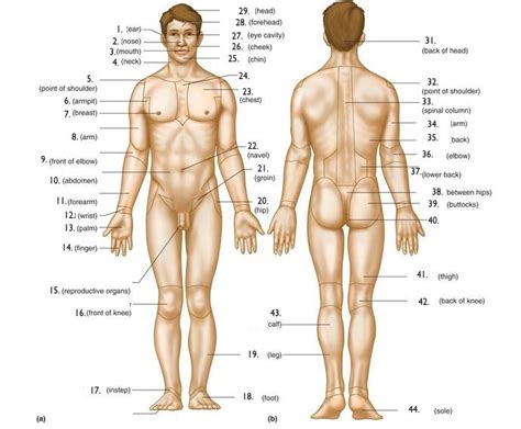 Body Regions Anterior And Posterior Part Diagram Quizlet Hot