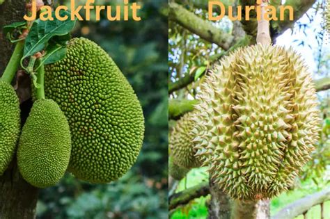 Jackfruit Vs Durian Similarities And Differences The Roaming Fork