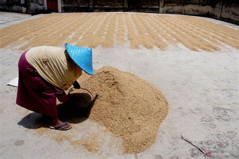 BPS Harga Gabah Dan Beras Turun Pada Maret 2023 ANTARA News