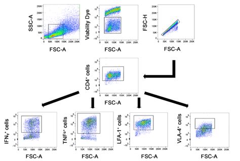 Flow Cytometry Gating Strategy For Ol And Th1 Cell After Co Culture A