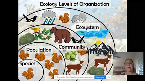 Levels Of Organization Worksheet Ecology