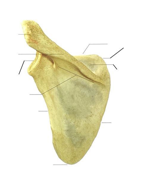 A P 1 Lab Scapula Posterior 2 3 Bone Markings Diagram Quizlet