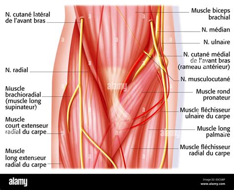 Musculo braquiorradial del codo fotografías e imágenes de alta