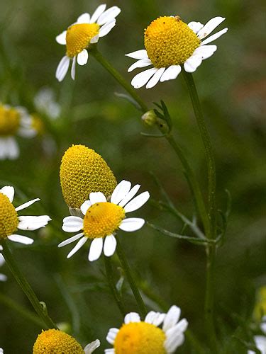 Matricaria Chamomilla Live Plant Photos The Field Museum