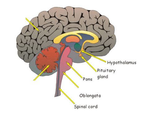GCSE Biology The Brain Diagram Quizlet