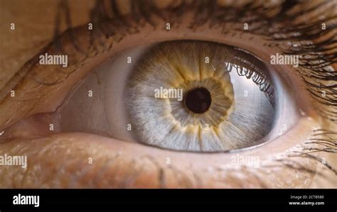 Yellow Eye Pigmentation Hi Res Stock Photography And Images Alamy