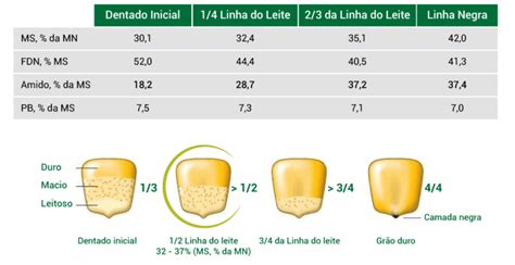 Milho para Silagem Tudo o que você precisa saber