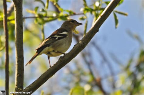 Les pinsons des arbres fréquentent nos jardins Le JardinOscope
