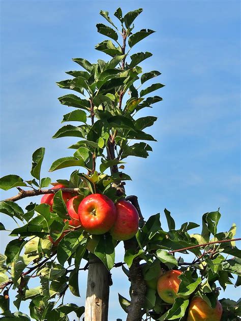 Manzana Rojo Cosecha De Acción Foto gratis en Pixabay Pixabay