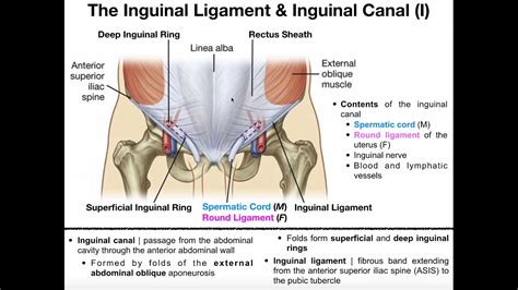 Anatomy The Inguinal Ligament Inguinal Canal YouTube
