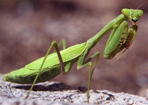 Caracteristicas de la mantis religiosa su vida y hábitat natural