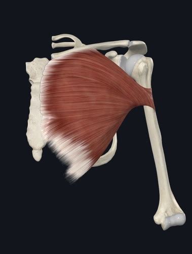 A P Muscles Flashcards Quizlet