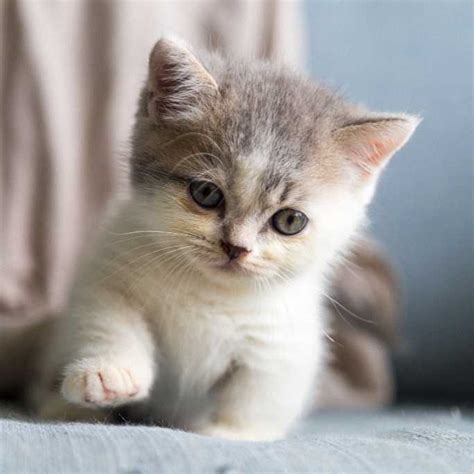 Cual Es Mas Lindo Gatitos O Cachorros