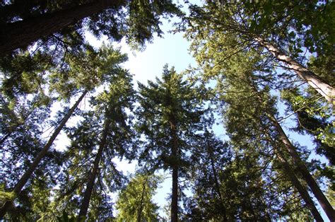 Free Images Tree Nature Forest Wilderness Branch Sunlight Leaf