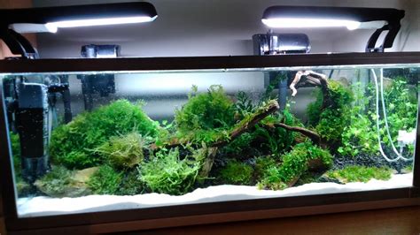 Aquarium Plants czyli akwarium roślinne low tech nie do końca YouTube