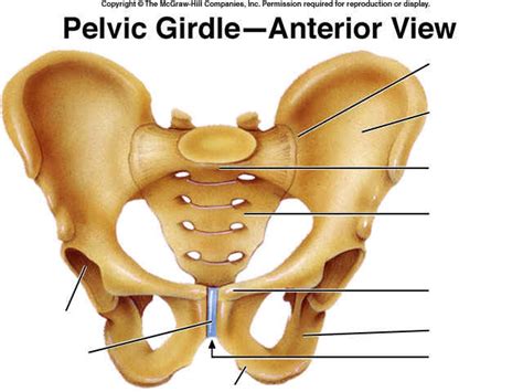 Pelvic Girdle Anterior Diagram Quizlet