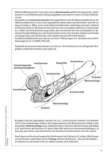 Arbeitsblatt Aufbau Knochen Anderen Ostern Arbeitsblatts