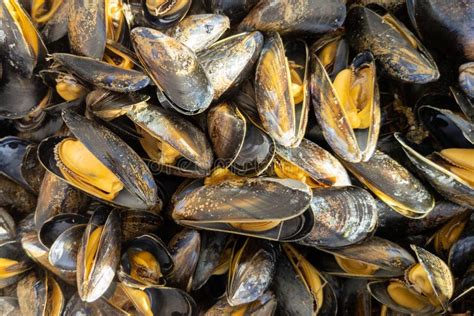 Moules Fraîches Ouvertes Coquilles Moules Cuites Jaune Fond Image stock