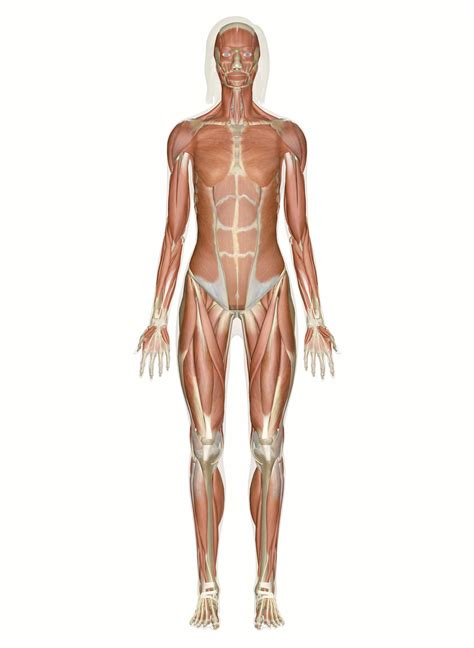 Human Body Muscle Anatomy