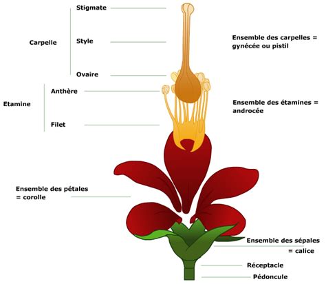 Composition D Une Fleur