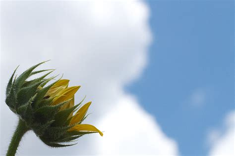 Free Images Grass Branch Blossom Sky Sunlight Leaf Flower