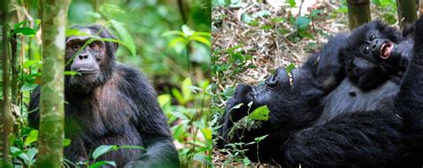 Compare Chimpanzee Trekking And Gorilla Trekking In Uganda