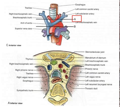 Superior And Posterior Mediastinum Flashcards Quizlet