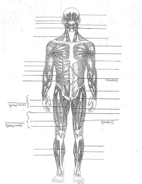 Front Muscle Diagram Pt 4 Diagram Quizlet