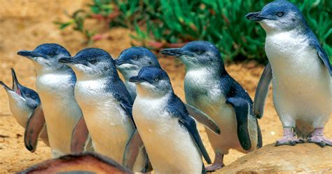 Ilha Phillip Pinguins Cangurus E Coalas GetYourGuide