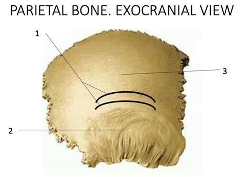 Oral Anatomy Prac Parietal Bone Exocranial View Diagram Quizlet
