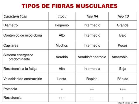 Tipos De Fibras Musculares Mundo Entrenamiento
