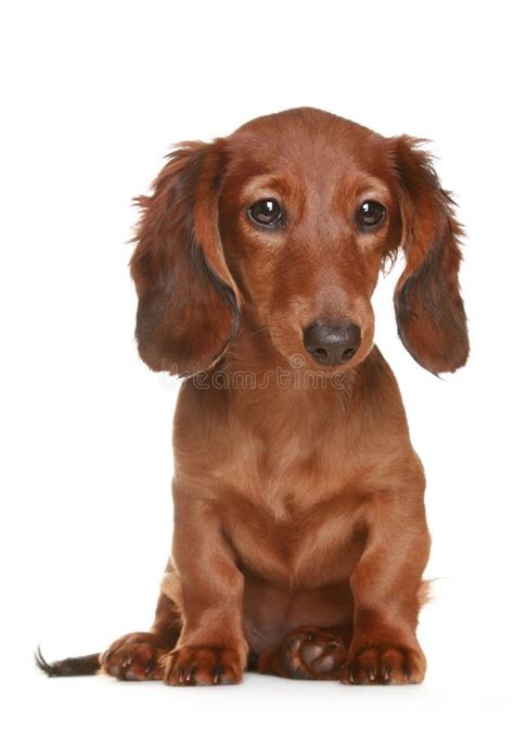 Perro De Pelo Largo Del Dachshund Imagen De Archivo Imagen De Pelo
